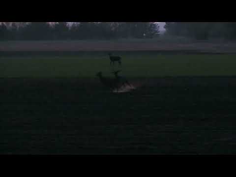 Briedis čempions un četri vecpuiši?/Red deer champion on the field!