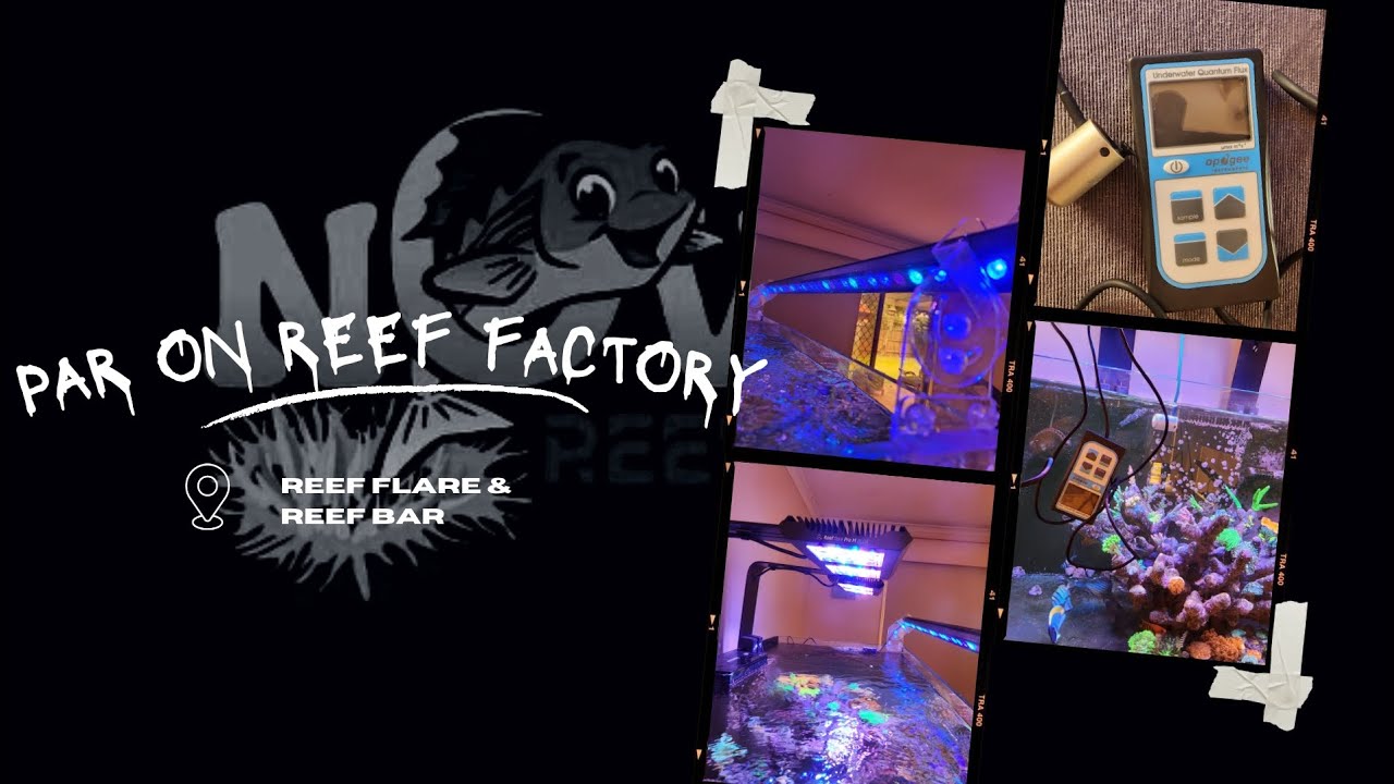 Testing PAR on the Reef Factory Reef Flare and Reef Bar - YouTube