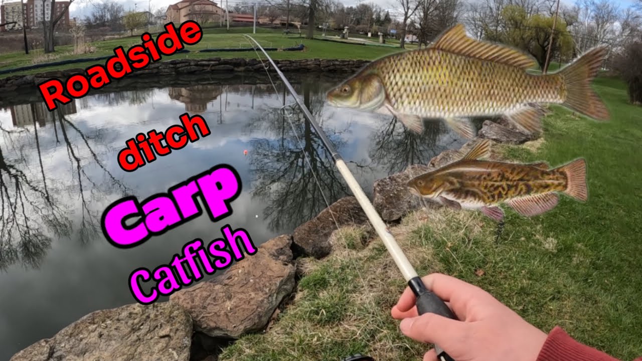 Roadside ditch fishing for carp and catfish - YouTube