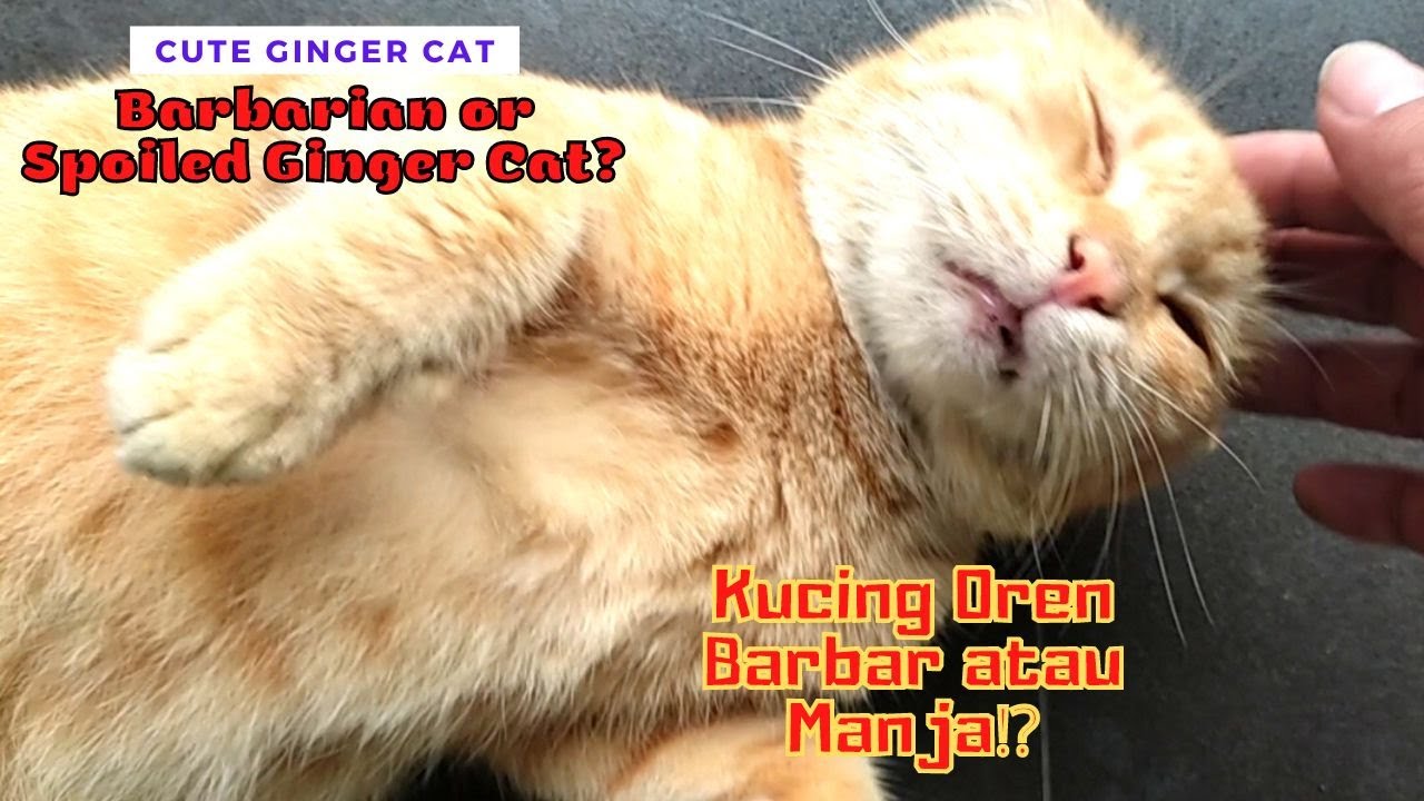 Kucing Lucu Oren Kucing Barbar⁉️ Tapi Sangat Manja - YouTube