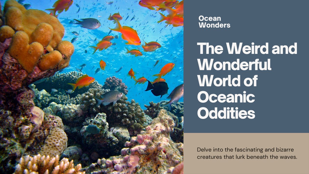 Ocean Oddities: The Weird and Wonderful Unveiled - YouTube