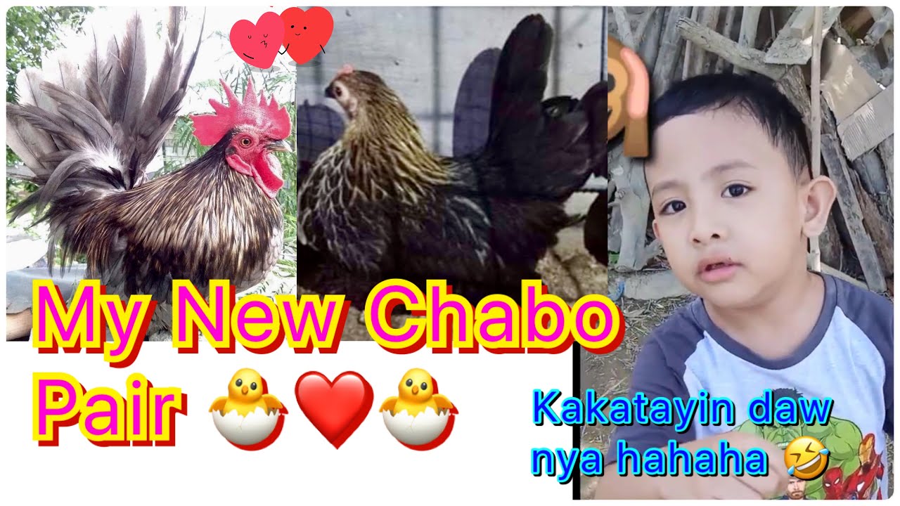 My New Chabo Bantam Pair ( Blue & Birchen) - YouTube