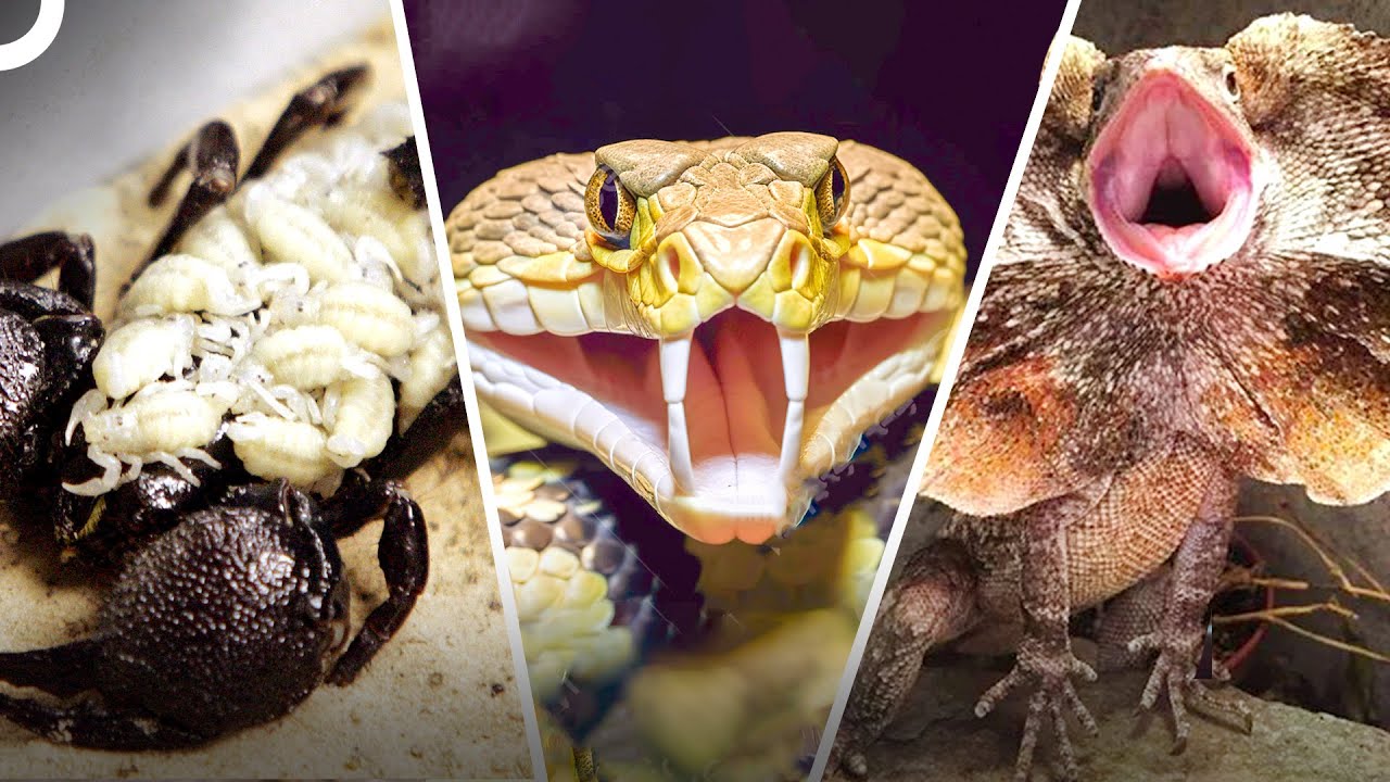 Scary Desert Monsters. | Untamed Creatures - YouTube