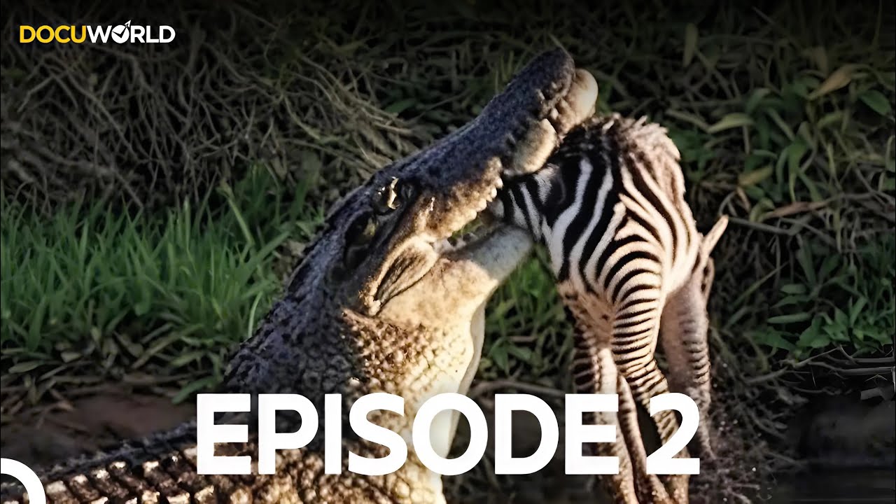 Wild Moments 2 I Trap at the Waterhole: Crocodile Hunts the Zebra! I Docuworld - YouTube