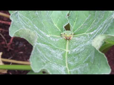 Rhubarb tree frog and Southern garden tips for growing