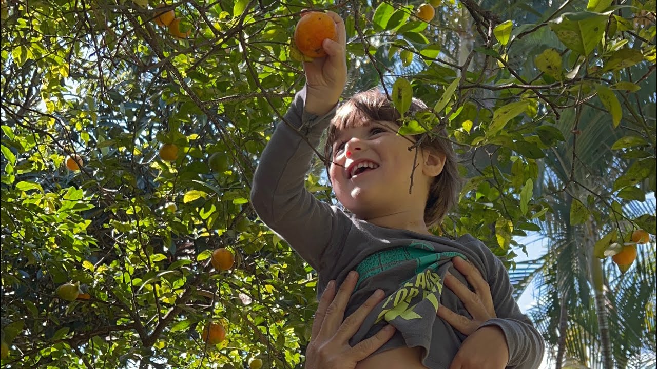Meu limão, meu limoeiro 💛 June 2, 2023 - YouTube