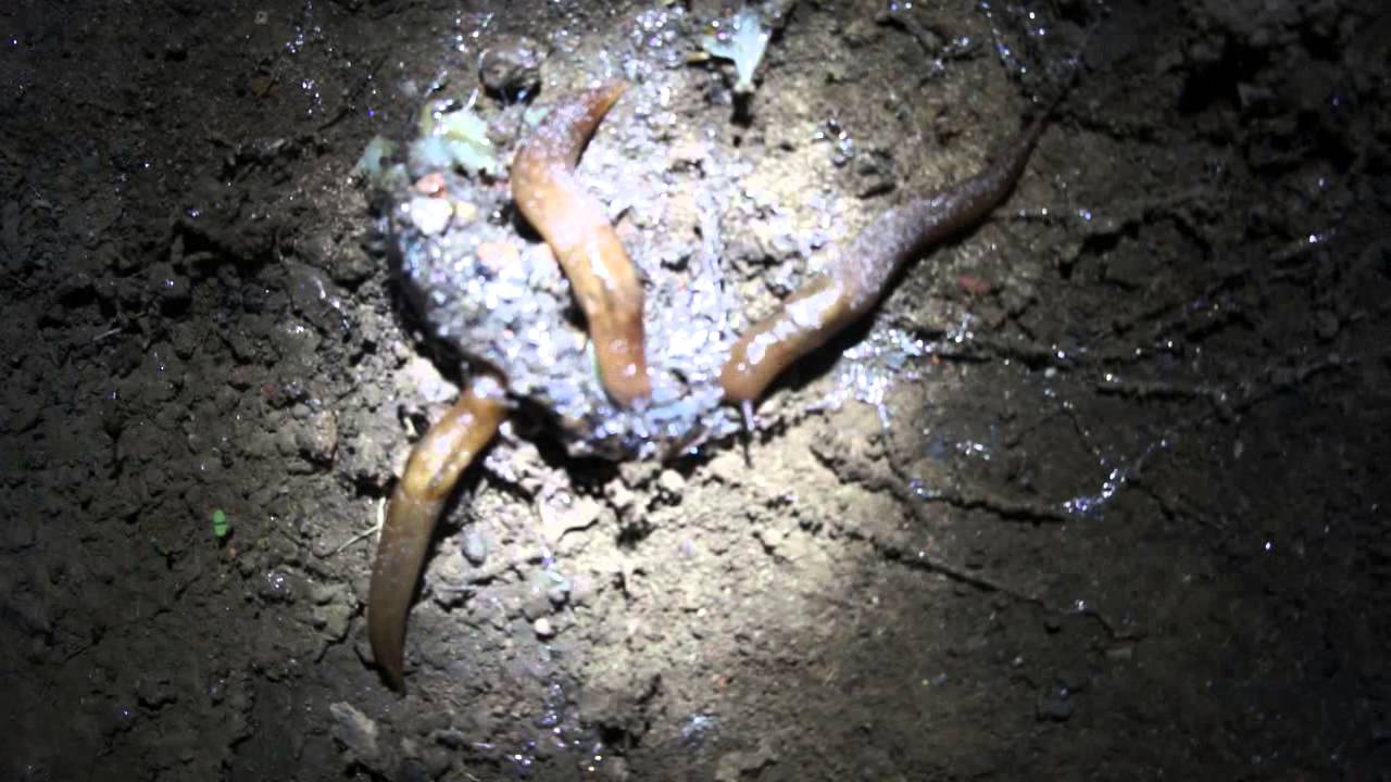 Slugs Feasting - YouTube