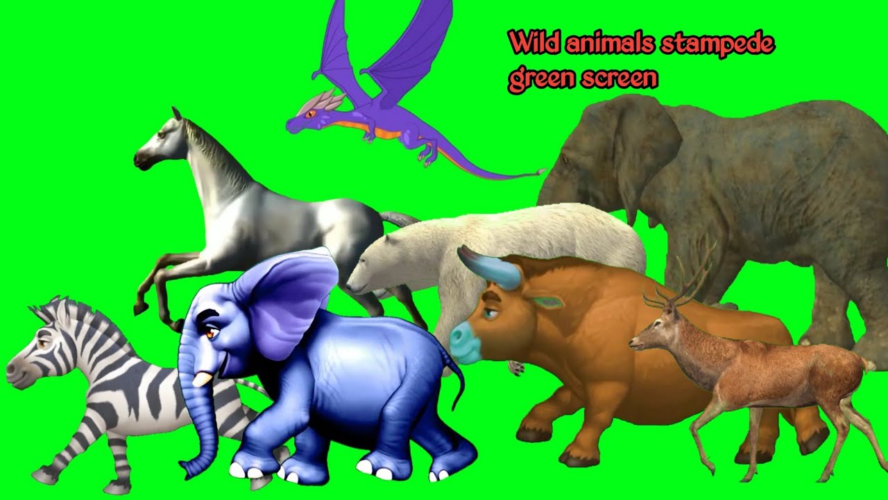 Wild Animals Green Screen | Animals Running | Stampede Green Screen ...