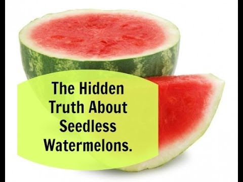 GMO- A real life story SEEDLESS WATERMELONS - YouTube