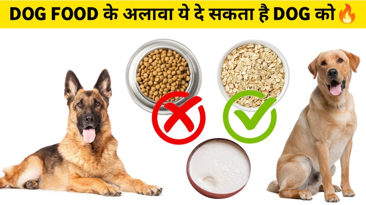 DOG FOOD के अलावा ये दे सकता है DOG को🔥|| homemade food for dogs - YouTube