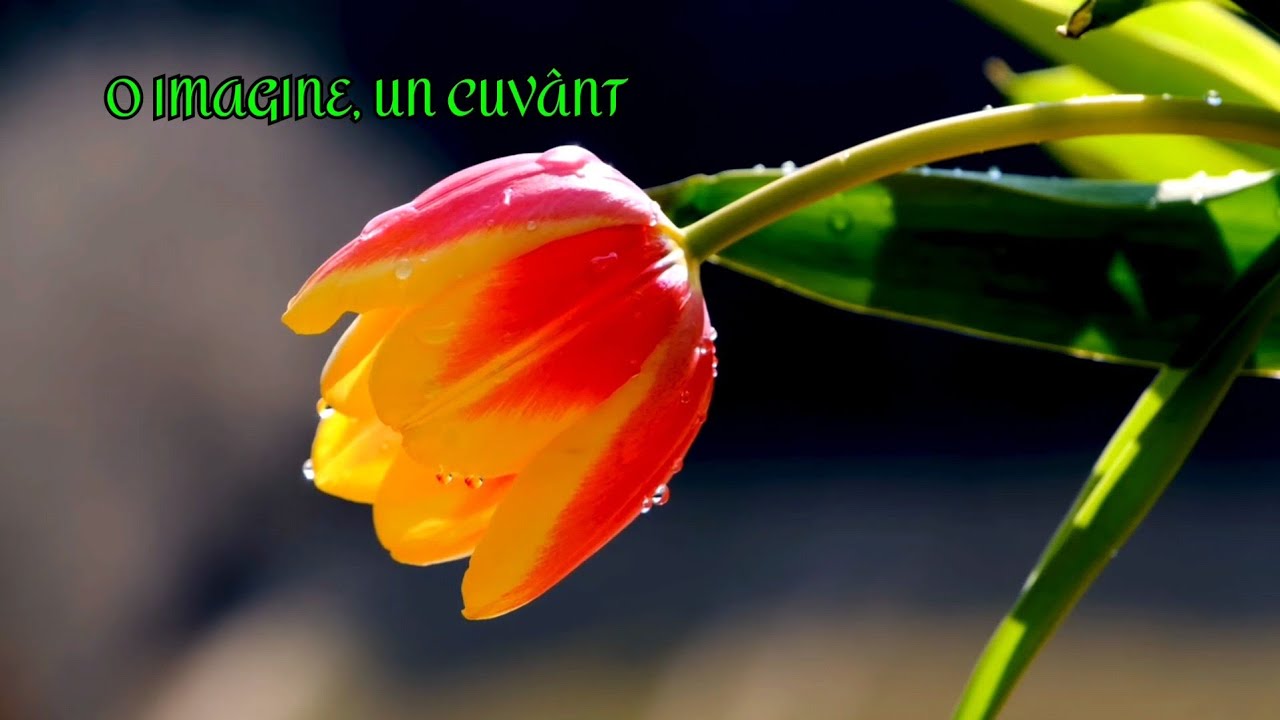 O IMAGINE, UN CUVÂNT - 15 04 2023 - YouTube