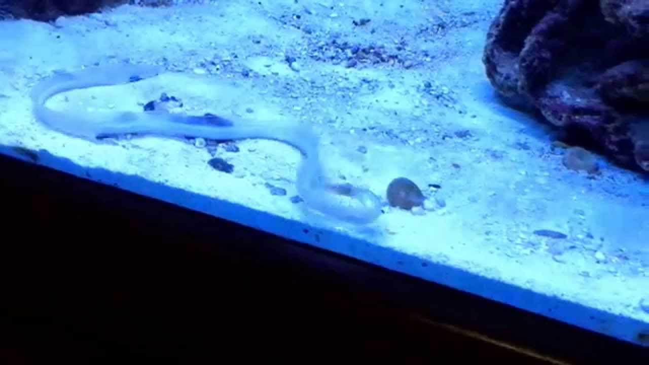Ghost Ribbon Eel eating a Ghost Shrimp - YouTube