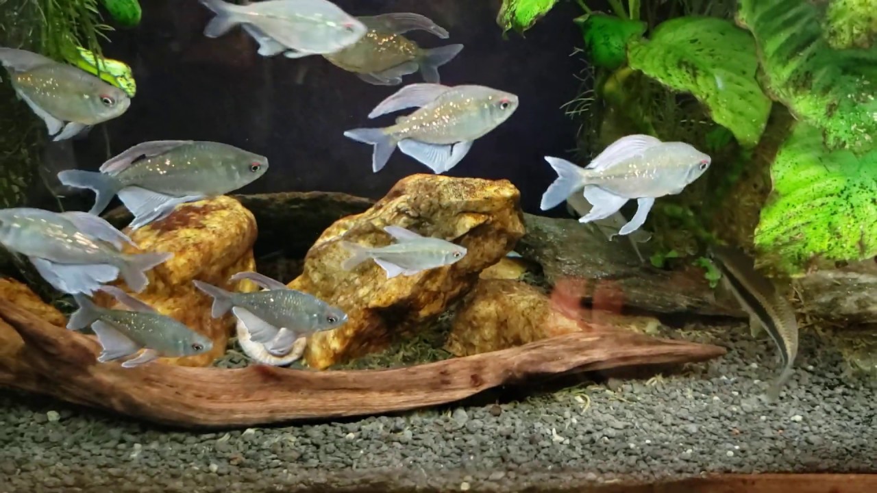 Diamond Tetra Dimorphism; There Is A Difference - YouTube