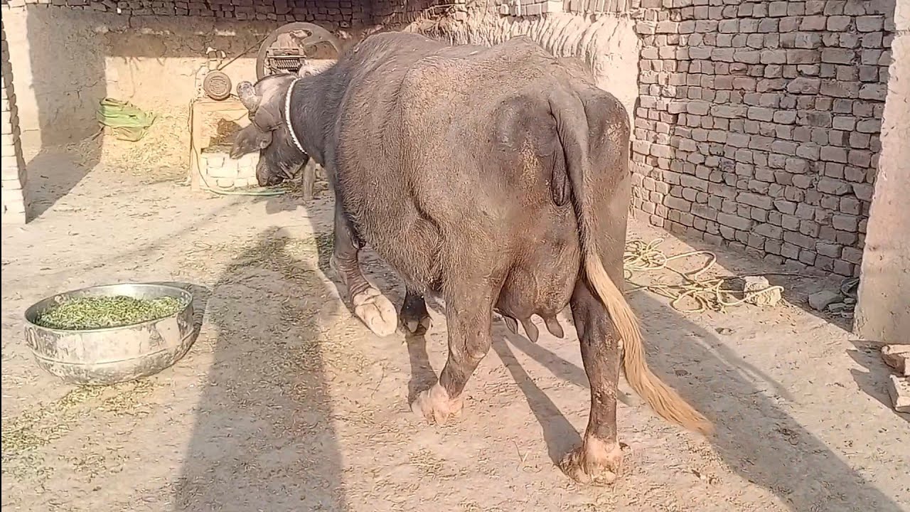 Pure Neeli Ravi buffalo Pakpatta Punjab TV - YouTube