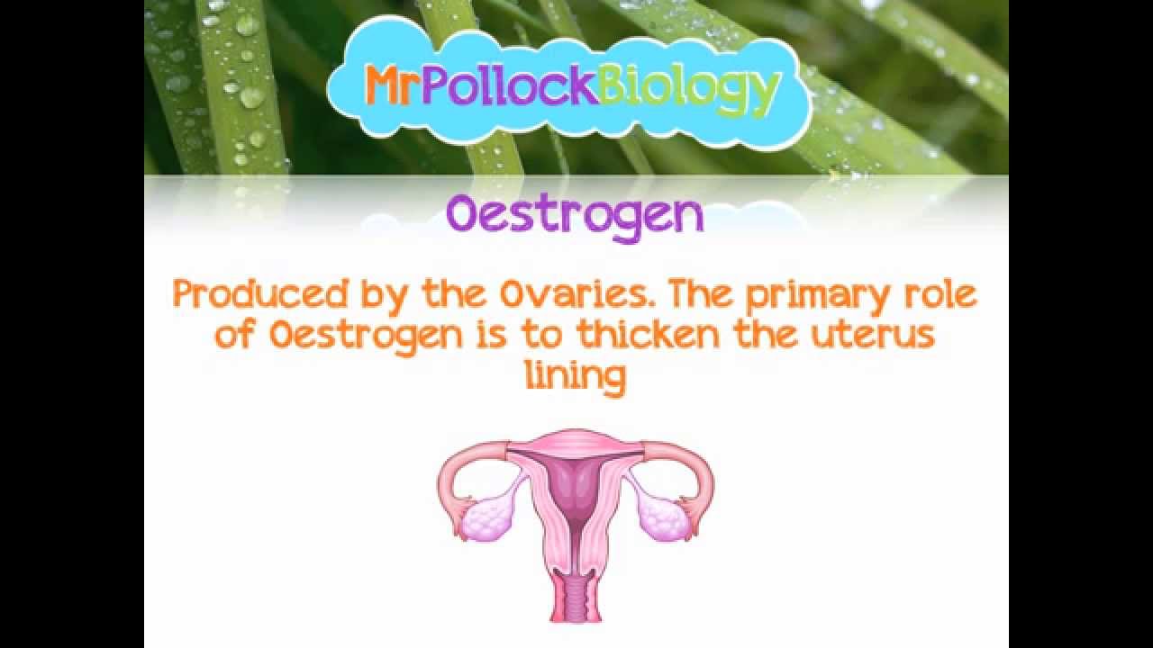 MrPollockBiology Q&A 3: The Menstrual / Oestrus Cycle - YouTube