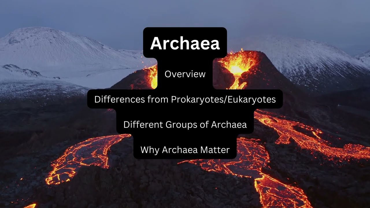 Archaea: The Ancient Microbes Thriving in Extreme Environments - YouTube