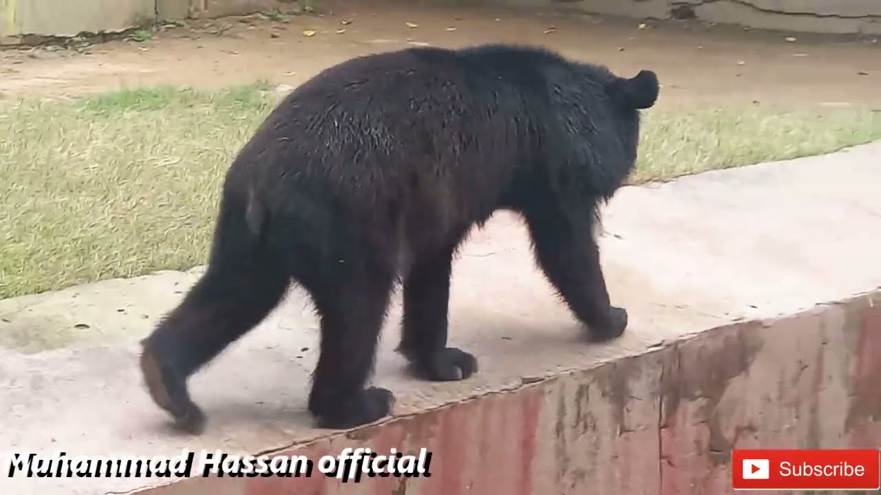 Black Bear in Zoo | Muhammad Hassan Official - YouTube