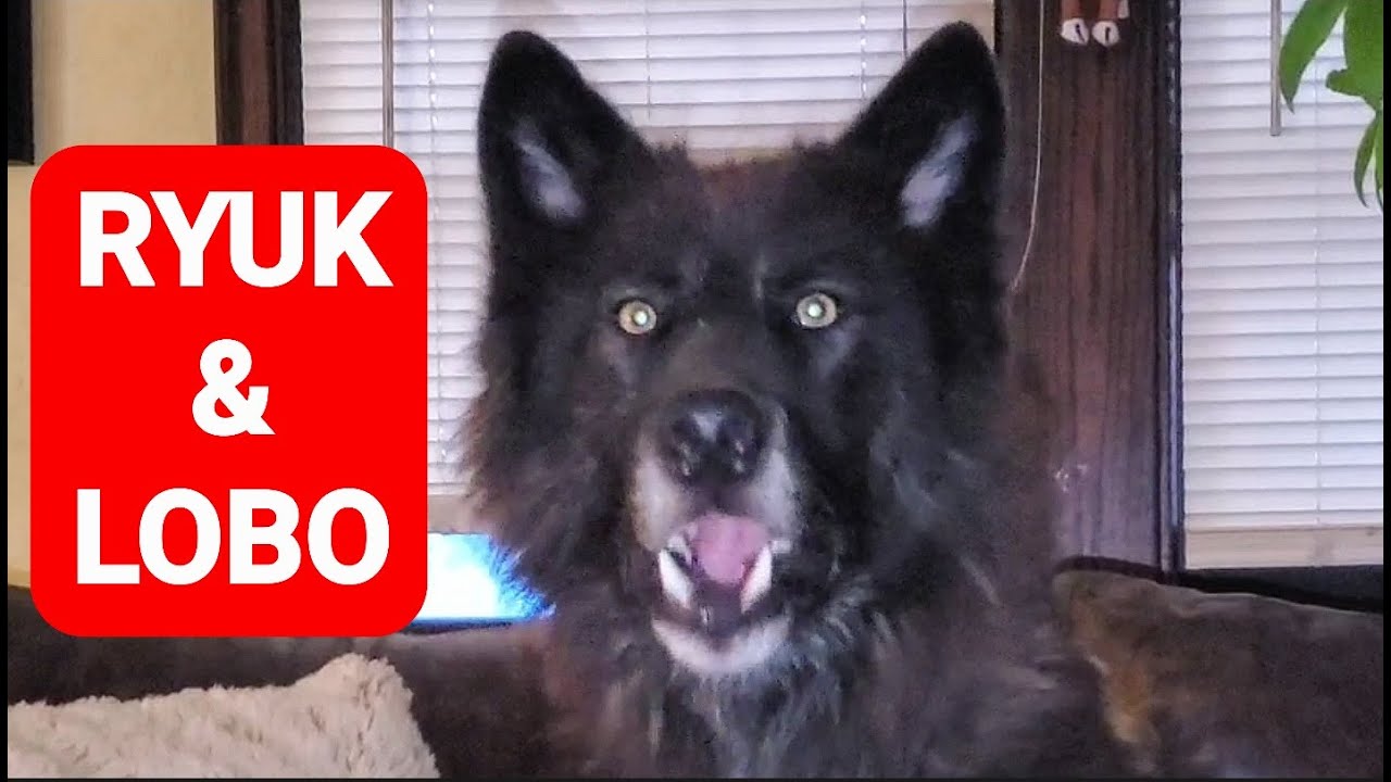 RYUK & LOBO - YouTube