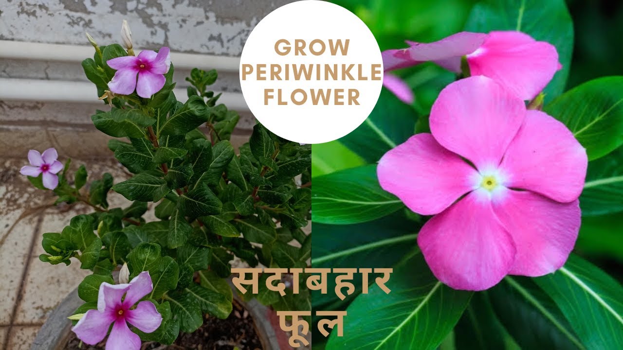 how to grow periwinkle plant | सदाबहार फूल | Tips to care Sadafuli ...