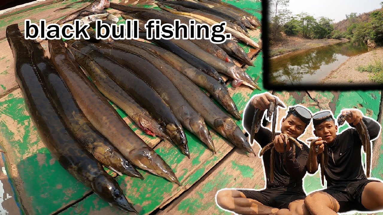 Bull fishing in the stream eats very well.( Joo Saa ) - YouTube