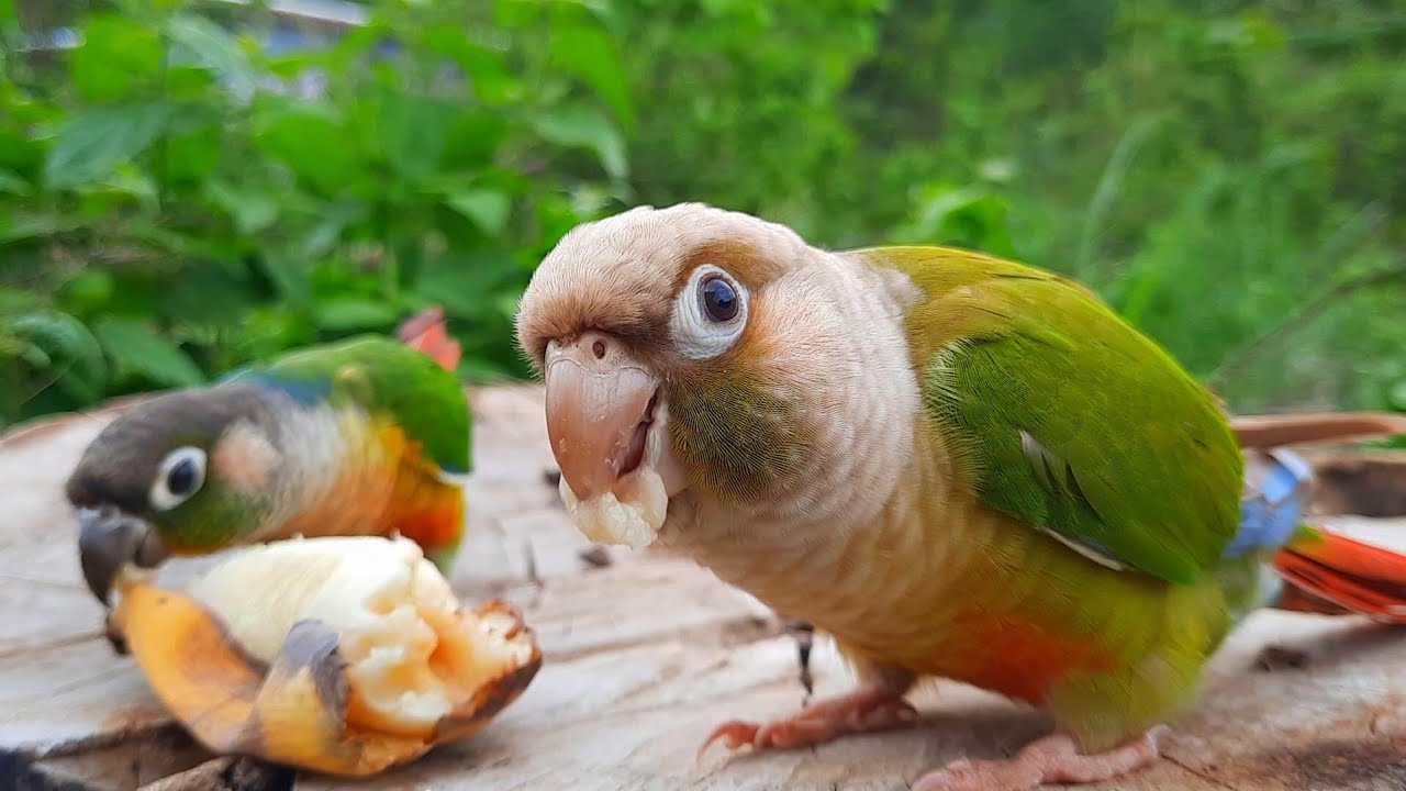 Counre Sounds - Green Cheek Conure singing and eating in the evening ...