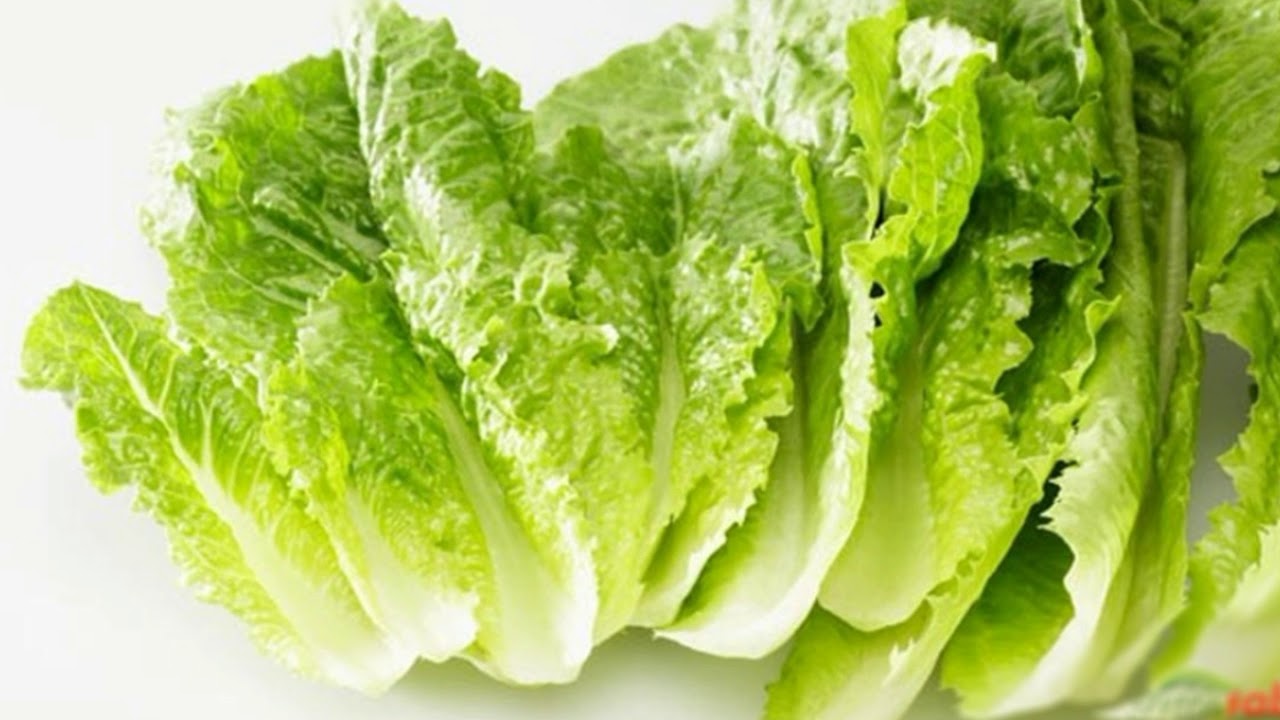 47 Lettuce Leaf Salad Patta Growing Benefits Complete 47-lettuce-leaf-salad-patta-growing-benefits-complete