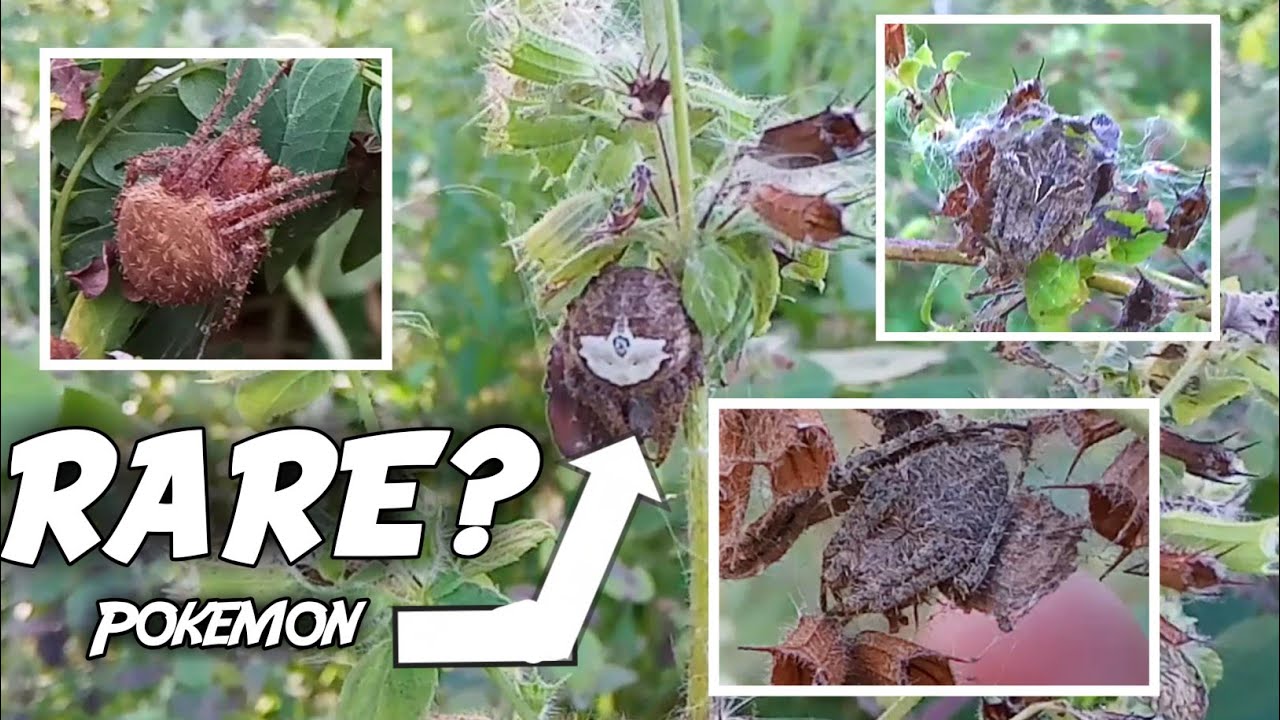 RARE SUNDALONG POKEMON DUMADAMI NA GAGAMBA DITO | short gagamba hunting ...