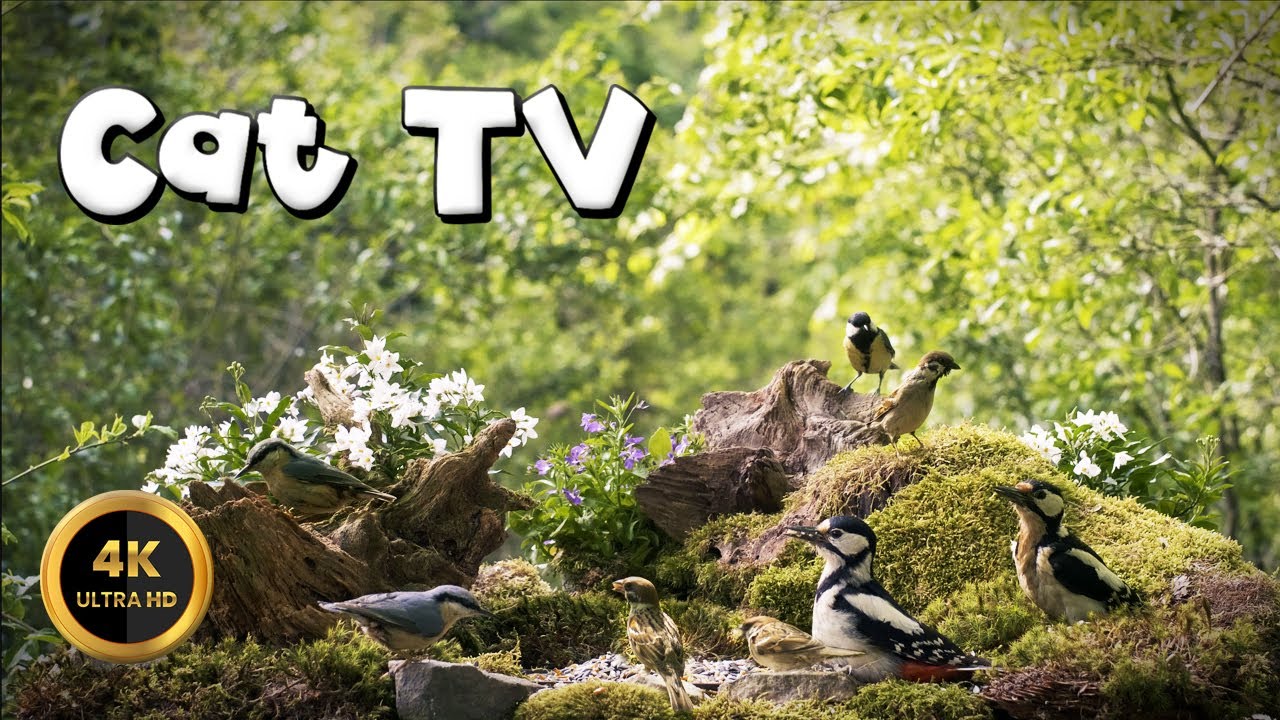 Cat TV for Cats to Watch 🐈 - LOVELY BIRDIES🐦‍⬛(4K) - YouTube