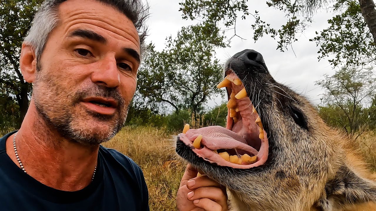 BITING Hyenas | The Lion Whisperer - YouTube