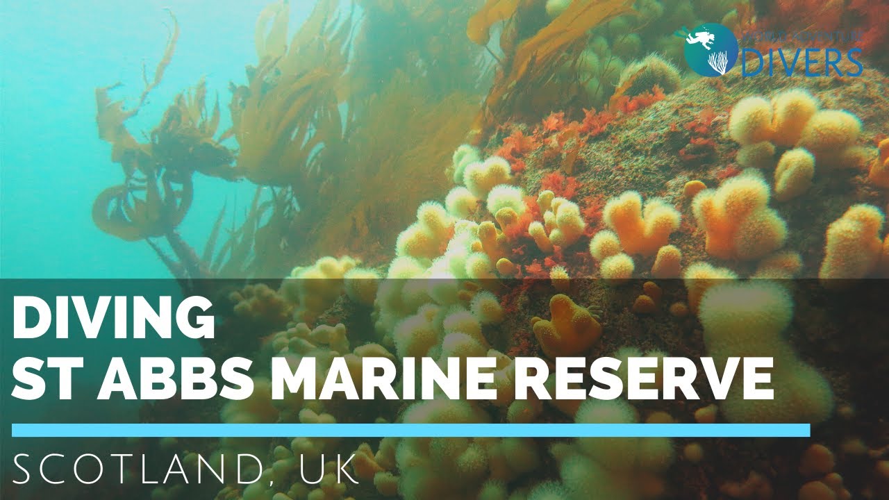 Scuba diving in Scotland : St Abbs Marine Reserve - YouTube