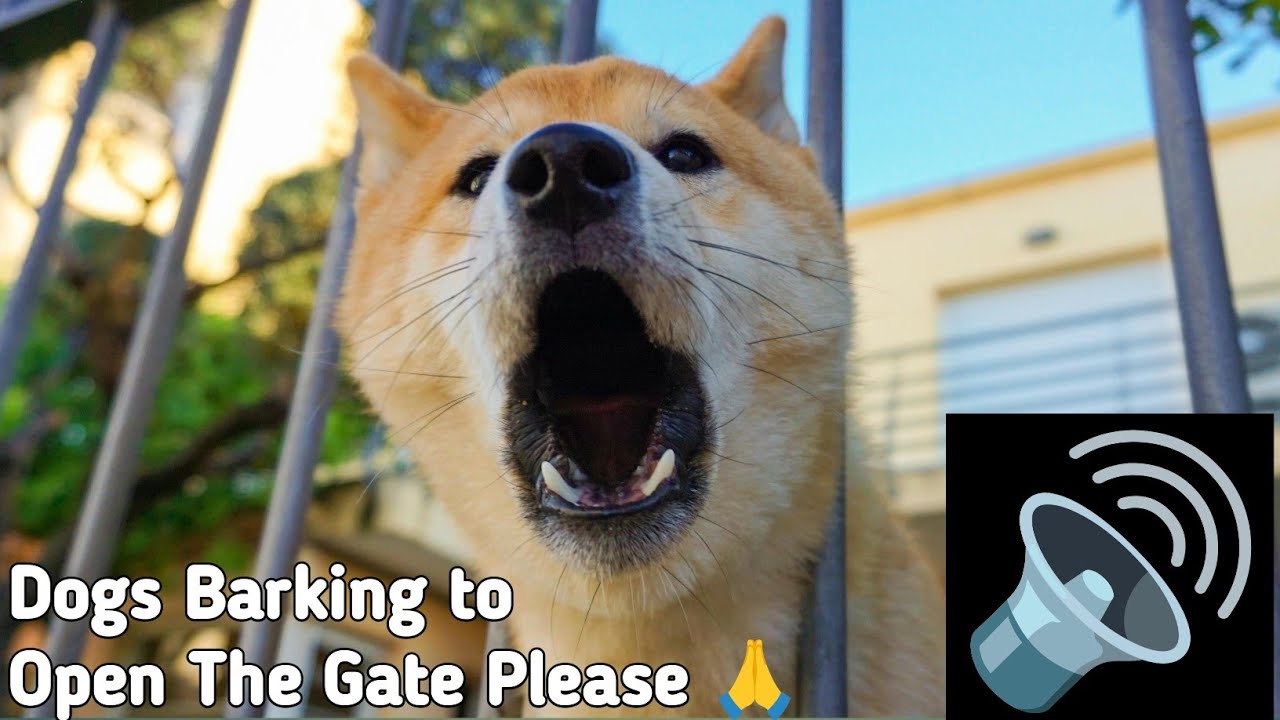 Dogs Barking Sounds Compilation | Dogs Barking to Open the Gate 🐕🙏 ...