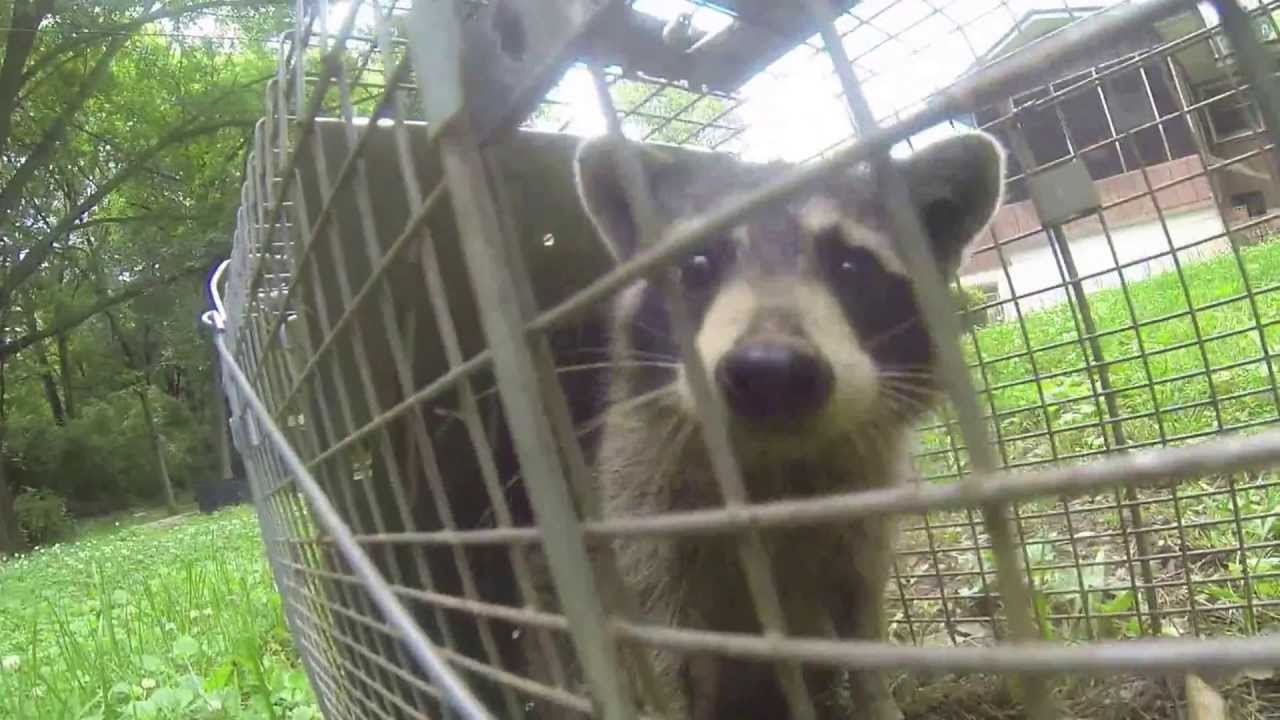 Racoon trapped and released - YouTube