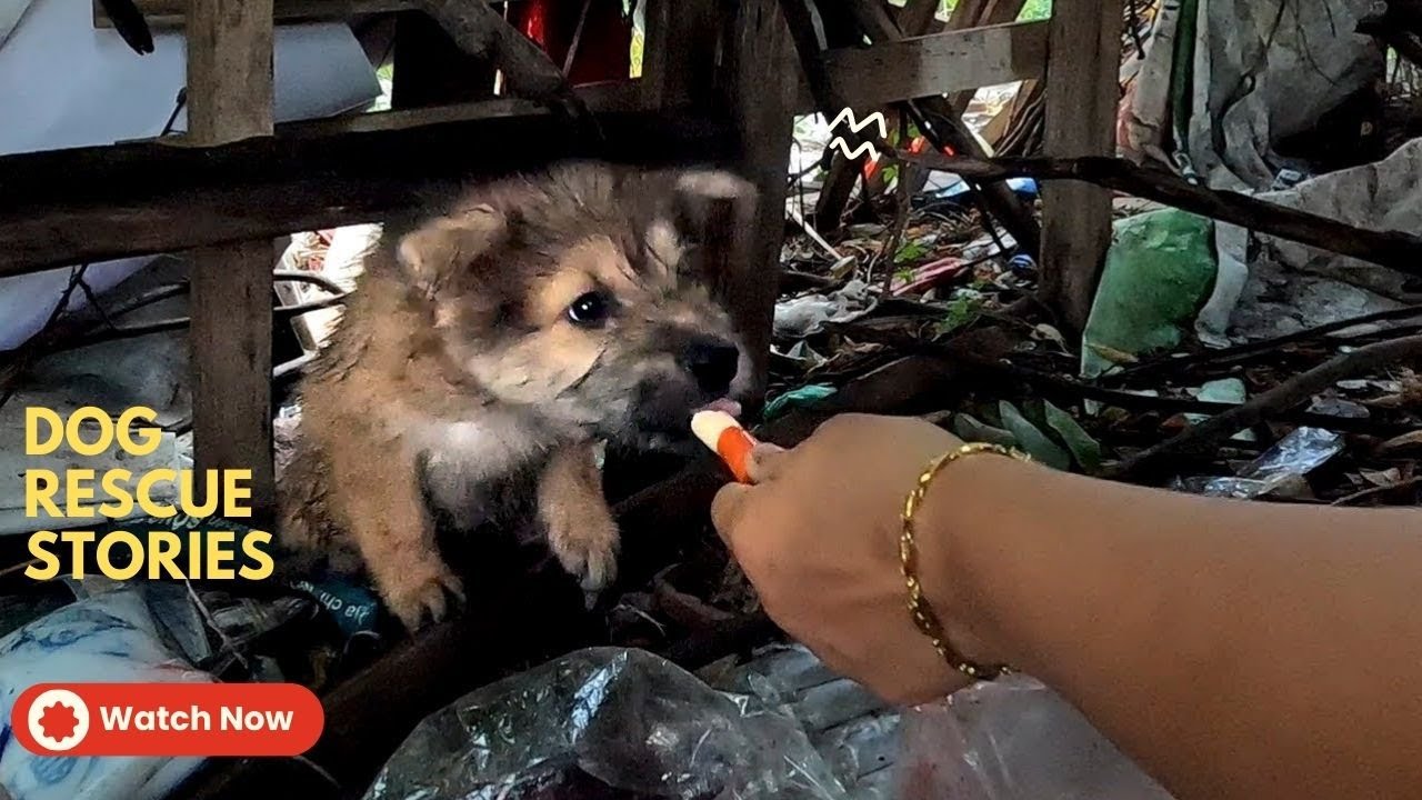 Priceless Moments When Small Homeless Puppy Realized He is Being ...