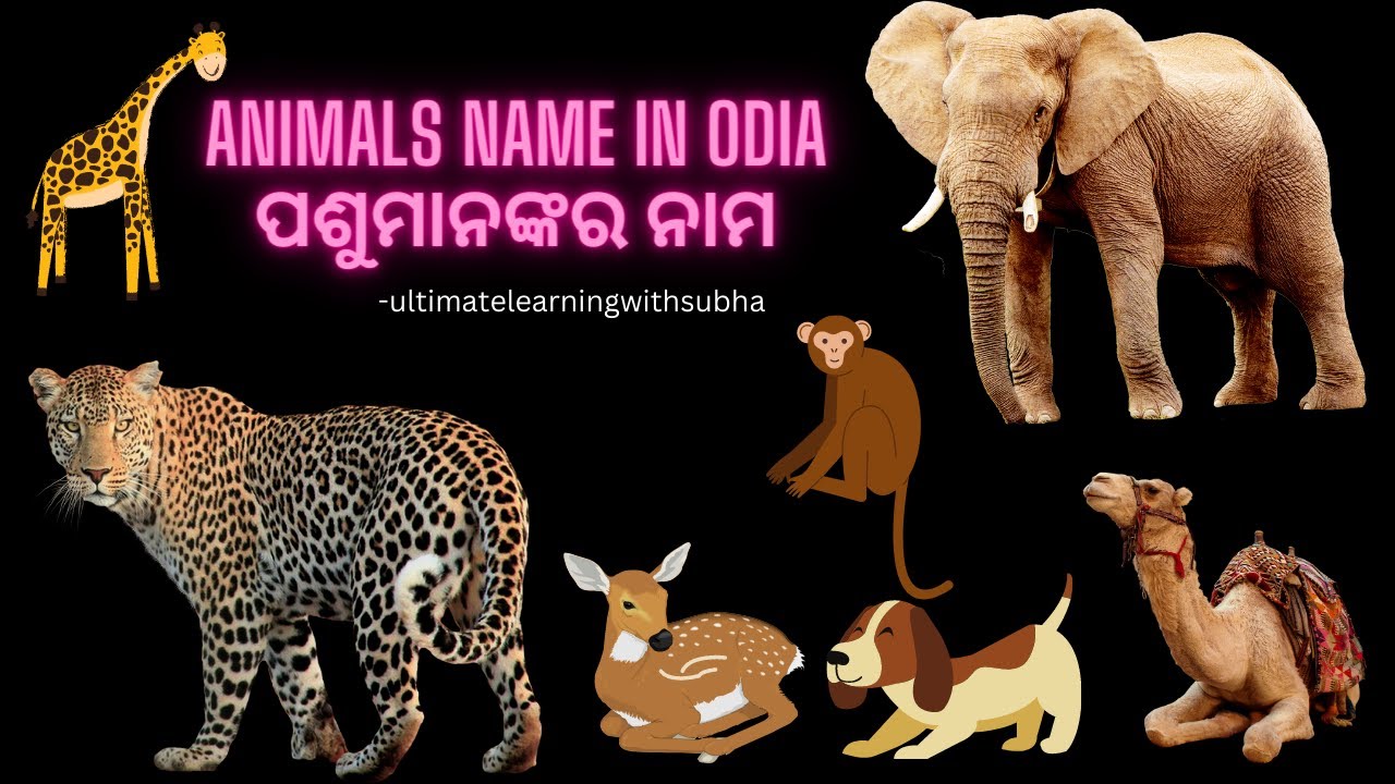 Learn English Animal Names with Images in Odia || Animal name in Odia ...