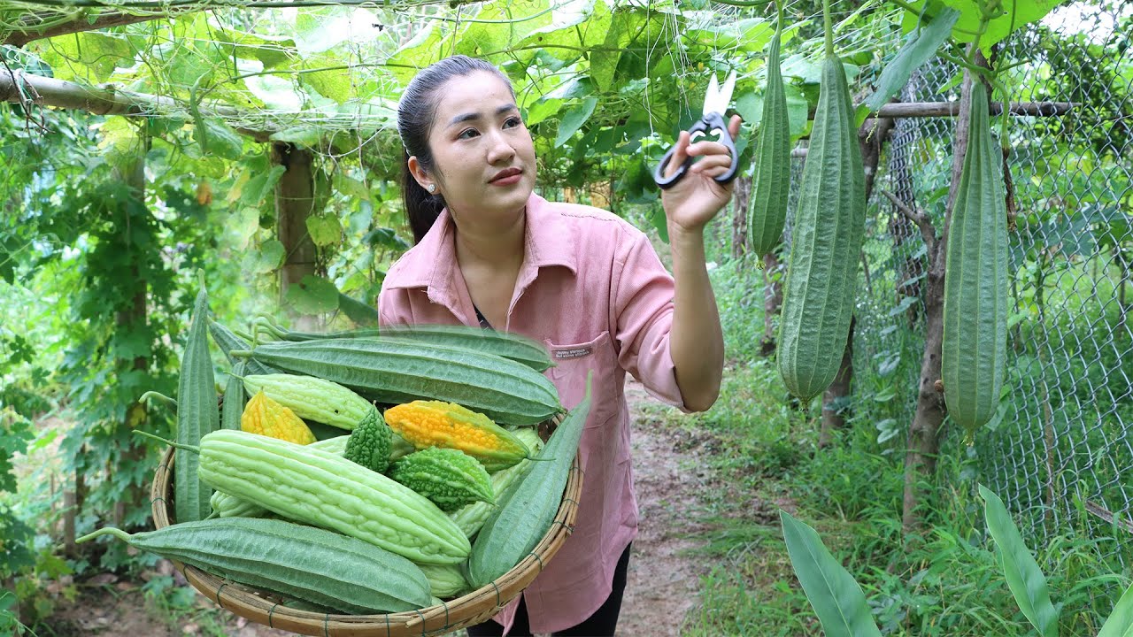 Time to harvest and cooking l Bitter gourd, Sponge gourd recipes - YouTube
