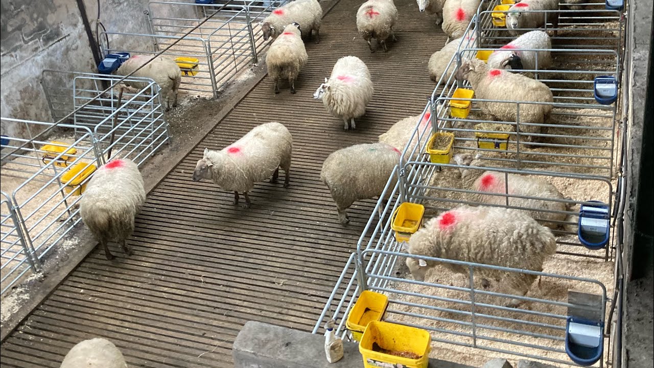 Wooden sheep slats,lets discuss them - YouTube
