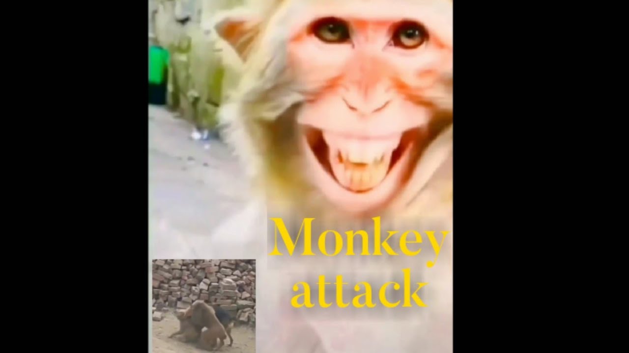 Monkey ka attack || funny monkey 🐒 video || @animalloverpankaj9243 ...