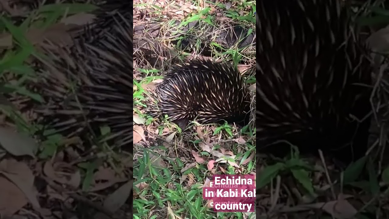 Wunya Ngulum or Welcome to Noosa, Australia. Echidna and platypus are ...