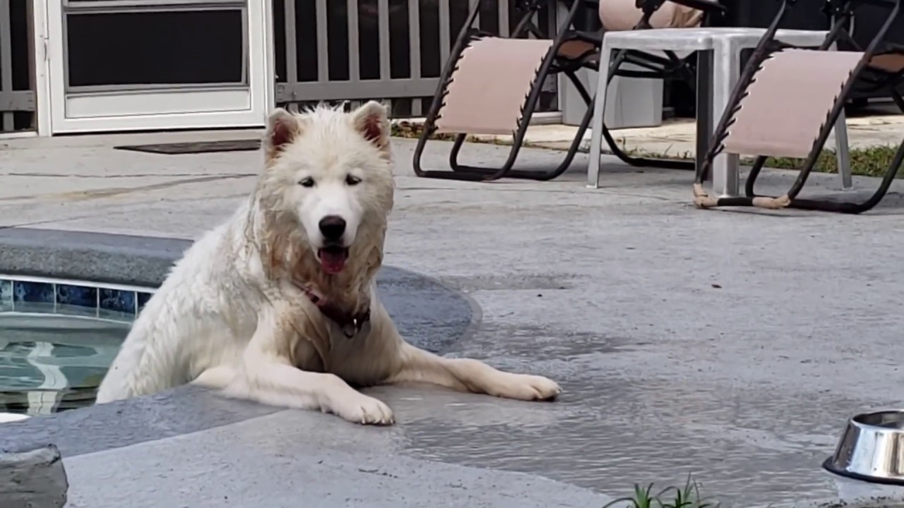 Husky Stuck In Pool | Small Dog To Her Rescue - YouTube