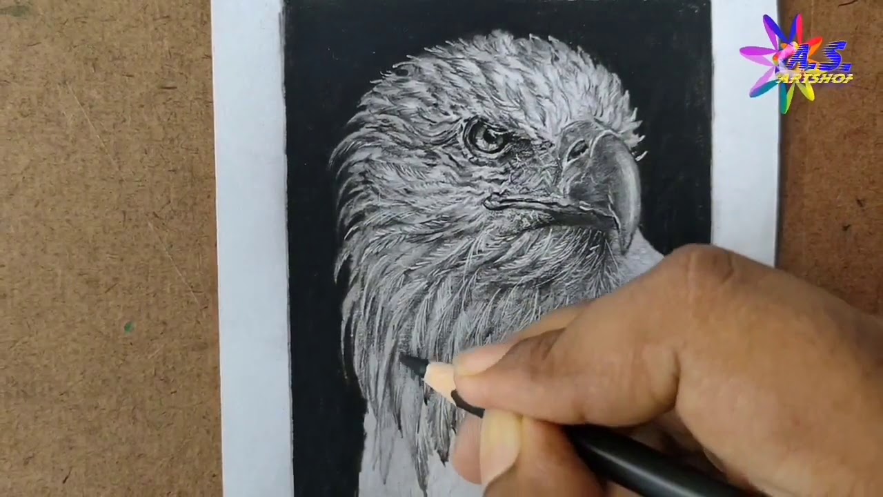 Realistic Egal drawing || wildlife -1 || by Abhirup Saha《Art Shop ...
