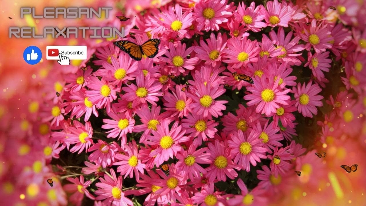 🔴 LIVE Stream.!!! Nature with Music in HD! @PleasantRelaxation ★15 ...