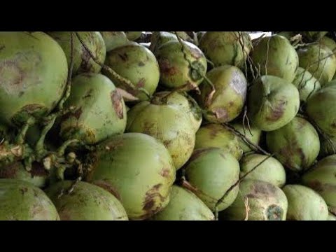 ANG DAMI BUKO SA BATANGAS #Bukohan trip Day 2 in batangas - YouTube