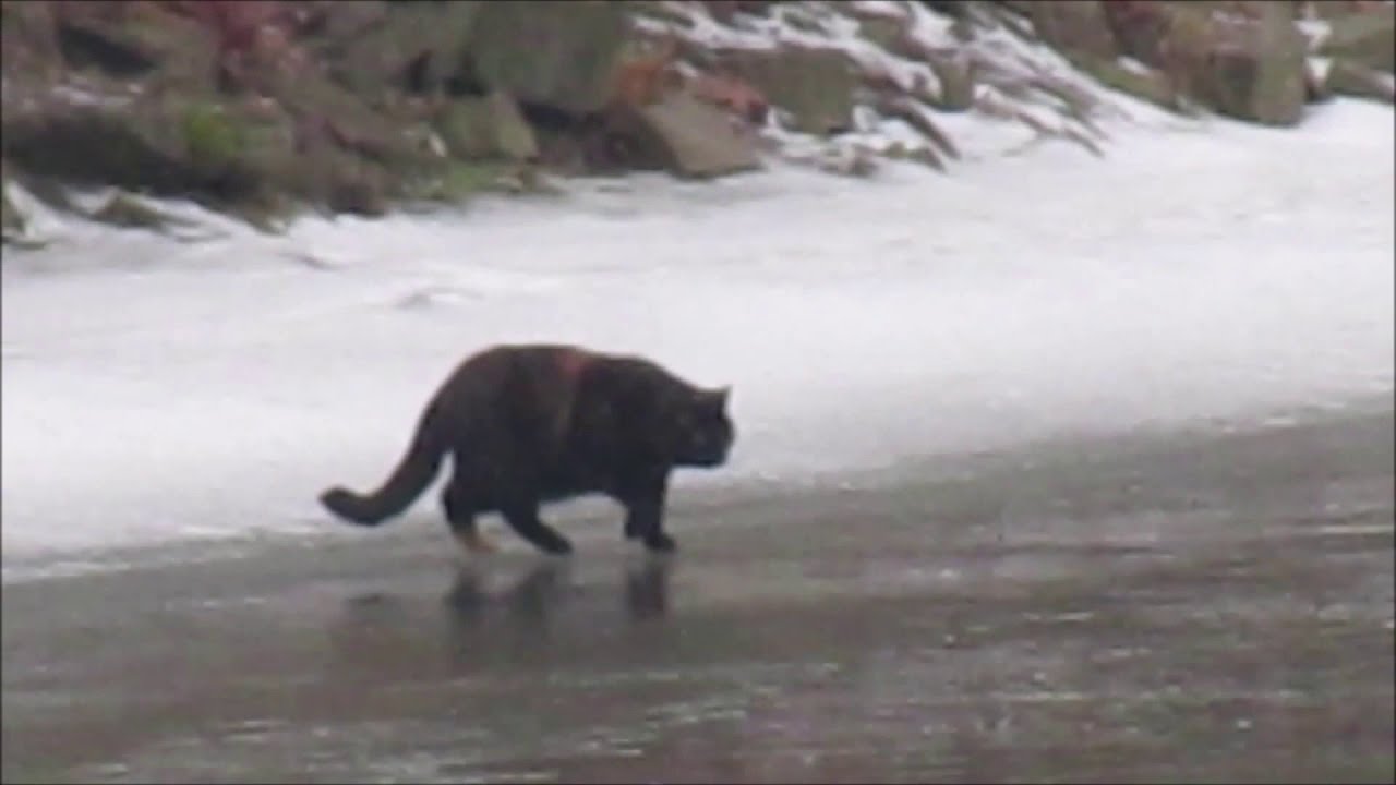 Wildcat walking on frozen creek for water. - YouTube