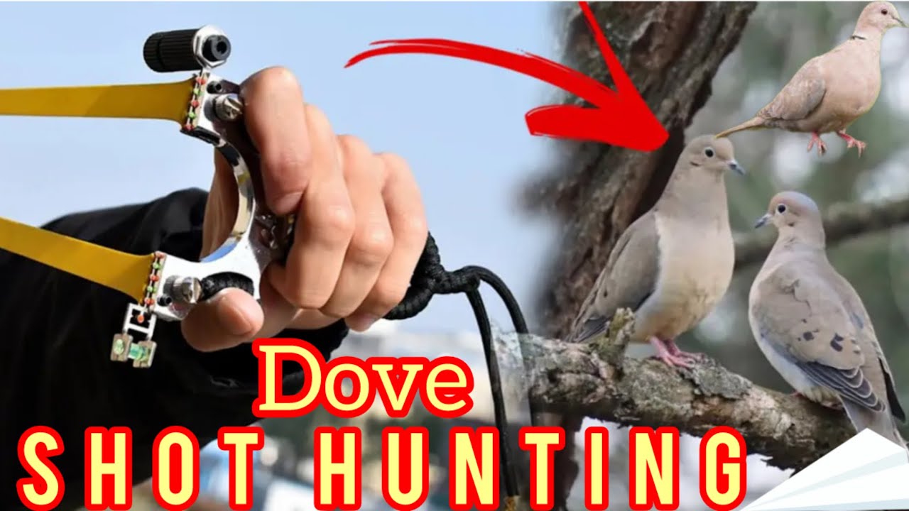 Dove Hunting shot Slingshot Birds hunting fist dove Hunting shot/ - YouTube