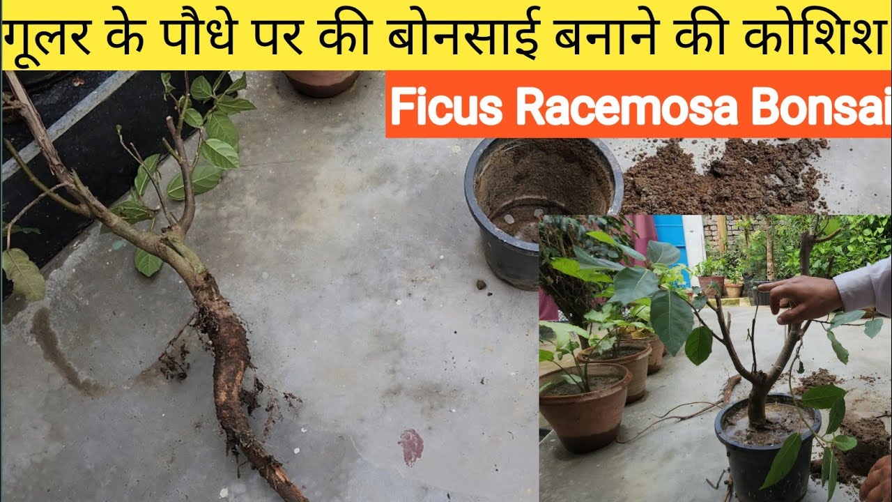 Gular Tree Bonsai 🌿Ficus Racemosa Tree Bonsai😱@idrisibuttonstoreshorts ...