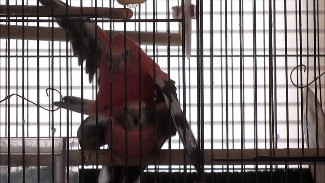 Rosy Bourke Parakeets Mating - One Way It's Done - YouTube