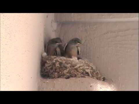 Fly little birdie! Fly! - YouTube