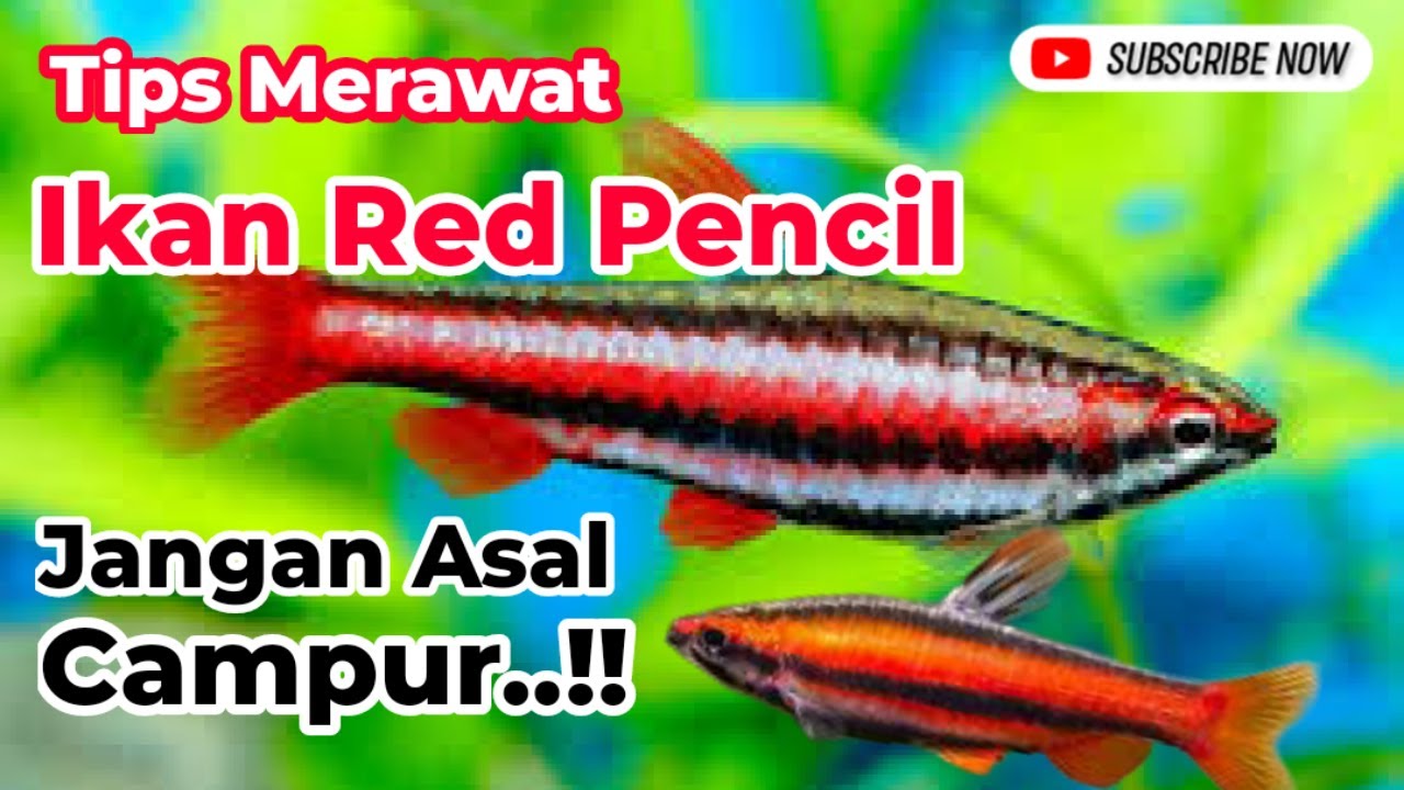 Mengenal dan Merawat Ikan Red Pencil - YouTube