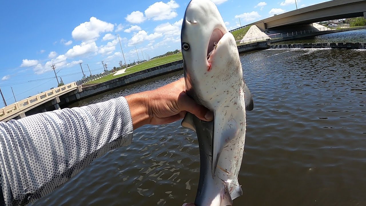 BULL SHARKS AND BIG SNOOK AT THE SPILLWAYS! Cape coral FL canal fishing compilation May/June ...