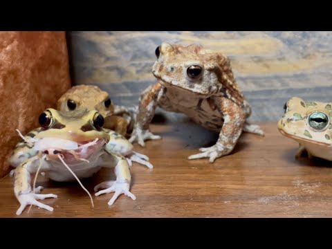 Toad staring at frog food 🐸 Toad and toad meal (Miyako toad, green toad ...